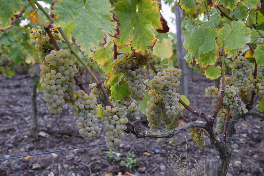 Galerie Photo - Domaine de Rochambeau